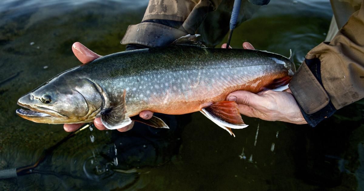 Fiske i Norefjell-området - Visit Norefjell